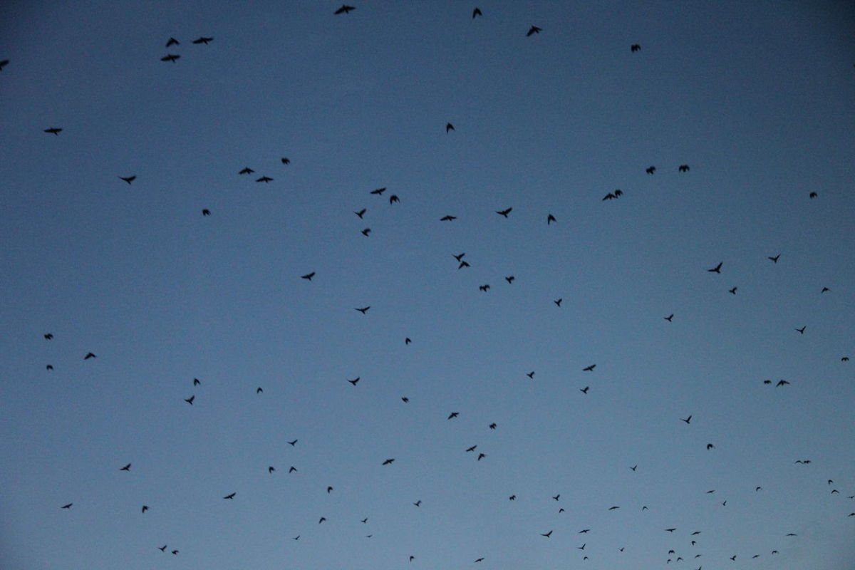 Photography | Dillon Garrett Carr